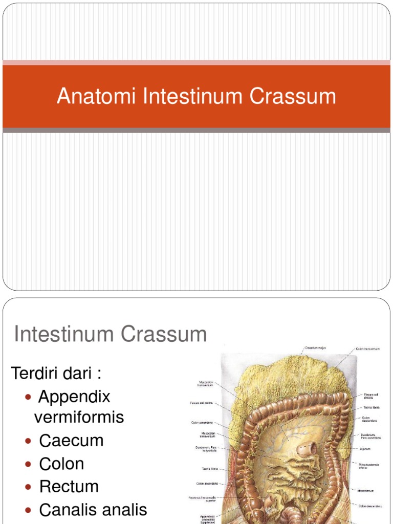 Anatomi Dan Histologi Intestinium Crassum | PDF