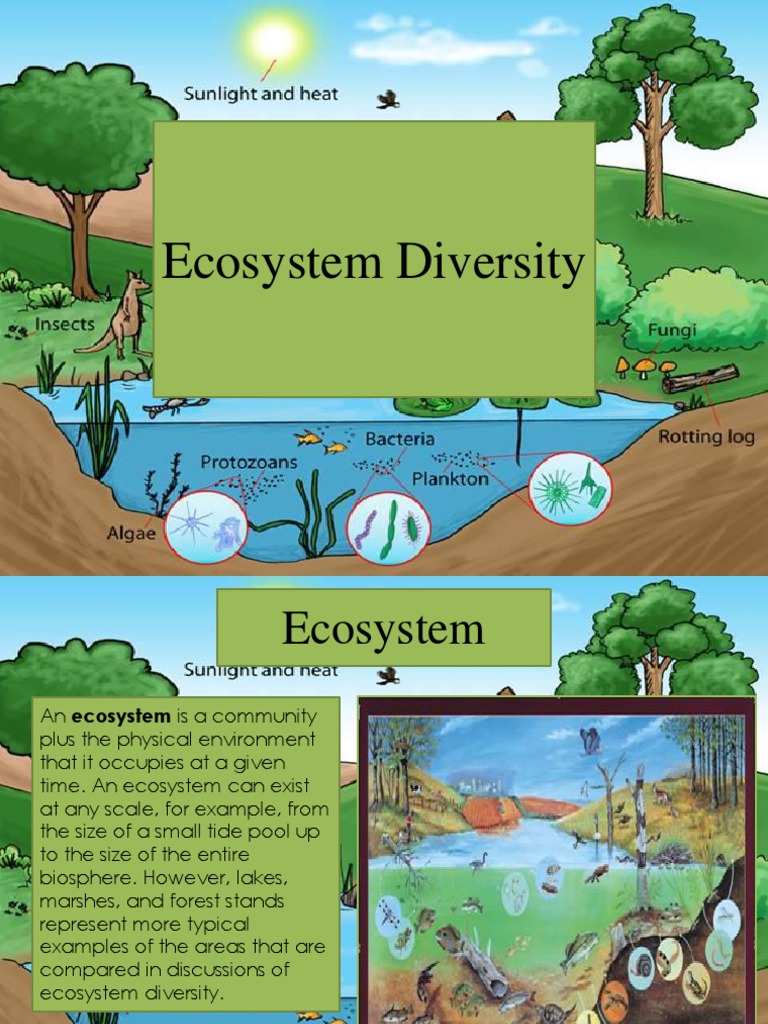 Ecosystem Diversity | Evolution | Mutation