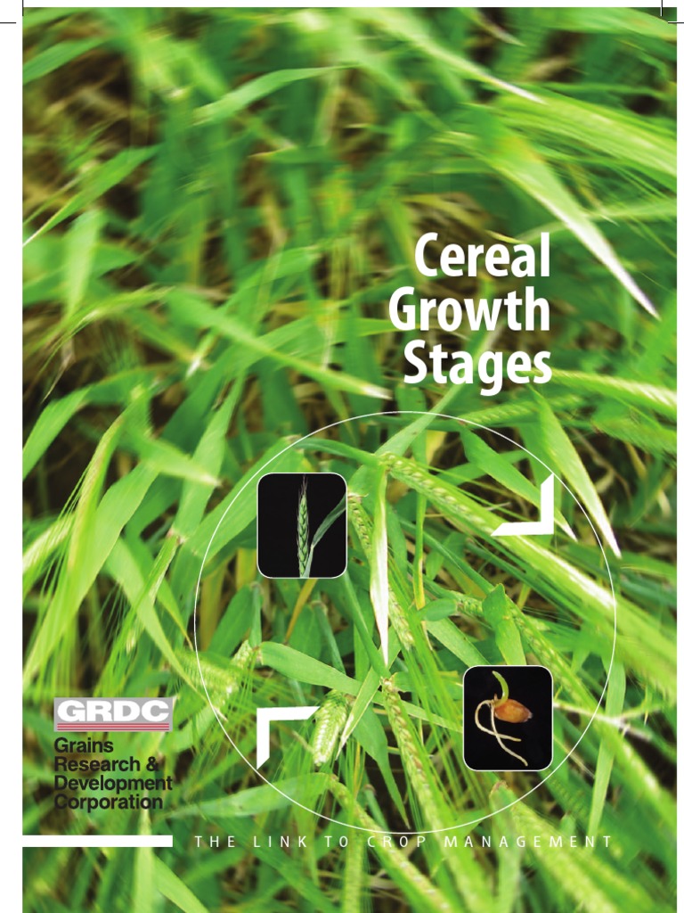 Cereal Growth Stages Guide | PDF | Sowing | Wheat