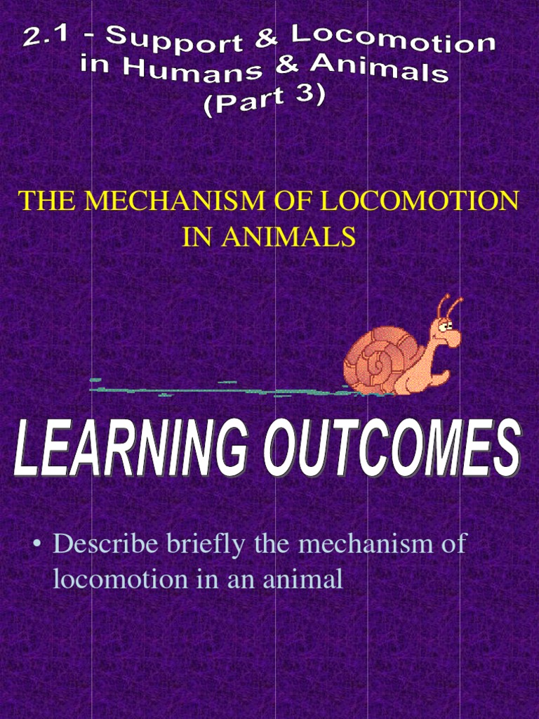 The Mechanism of Locomotion in Animals | PDF | Animal Locomotion | Flight