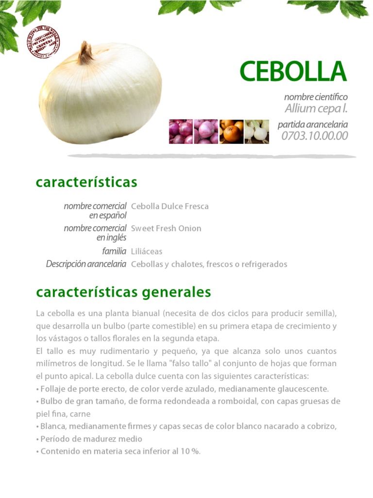 Cebolla | Cebolla | Hoja
