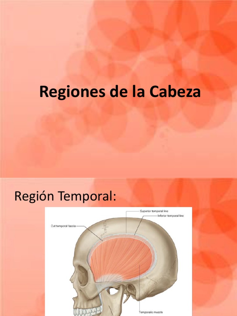 Anatomía De Las Regiones De La Cabeza Regiones Corporales Resumen