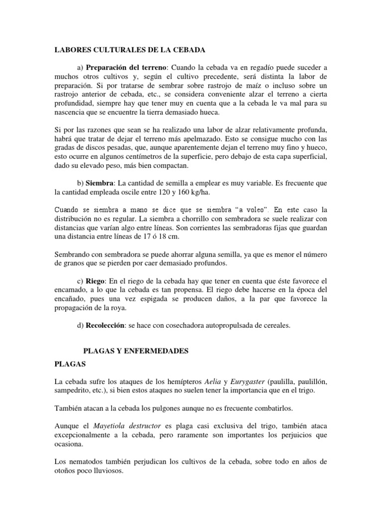 Labores Culturales de La Cebada | PDF | Cebada | Siembra