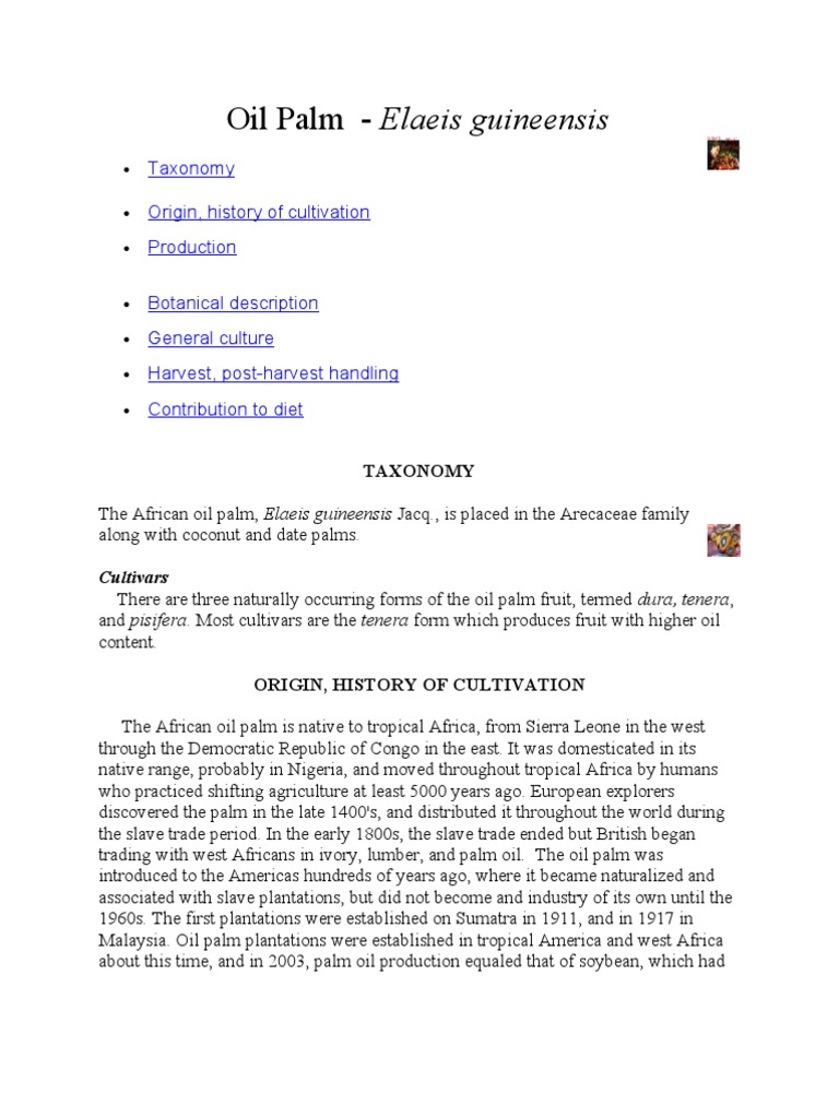 Oil Palm | PDF | Cooking Oil | Palm Oil