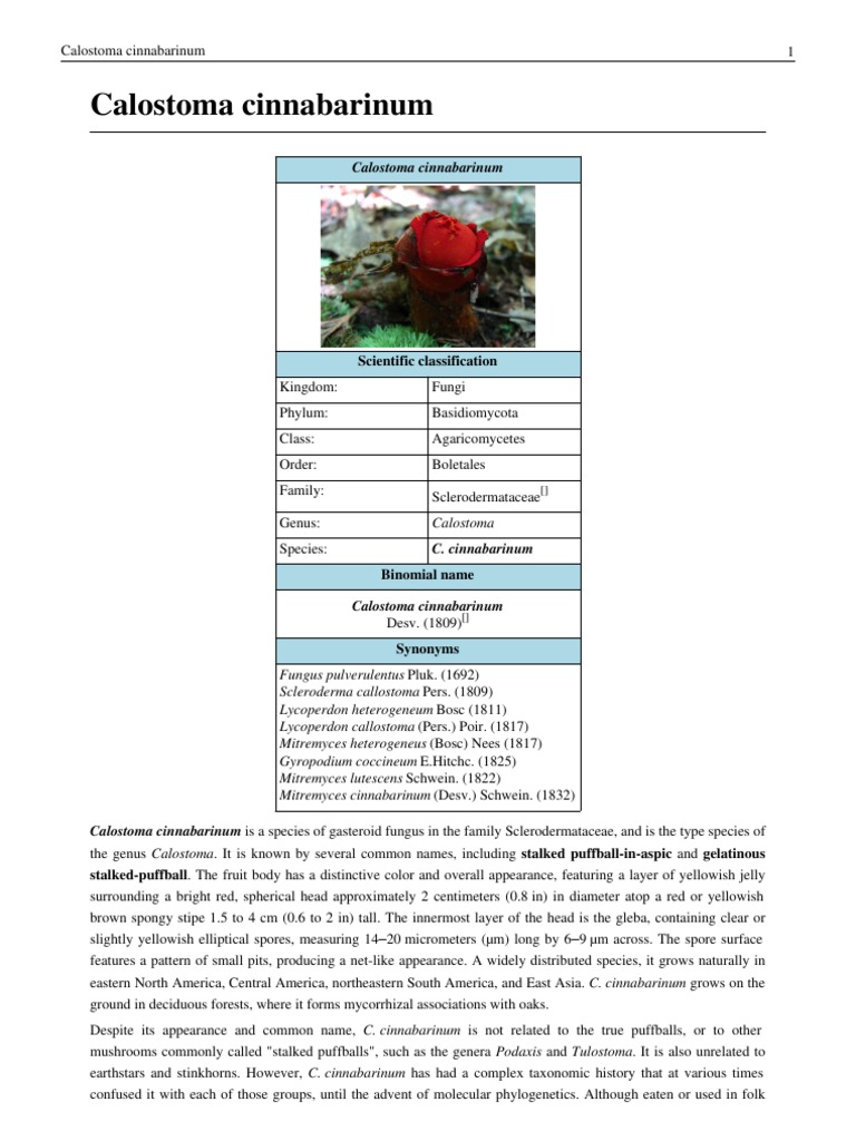 Calostoma Cinnabarinum | PDF | Mushroom Types | Fungus
