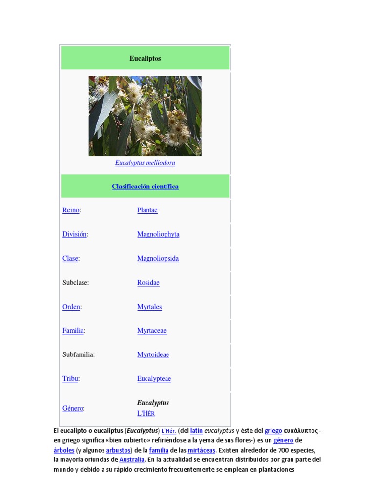 Eucaliptos | PDF | Eucalipto | Plantas