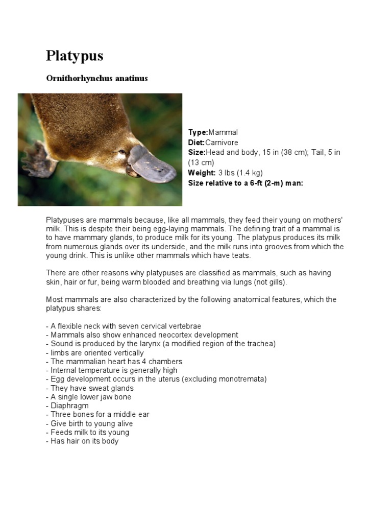 Platypus | Mammals | Zoology | Free 30-day Trial | Scribd