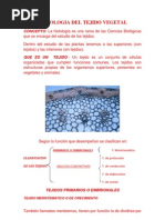 Guia Grado 7 Biologia Tejidos Vegetales | PDF | Plantas | Hoja