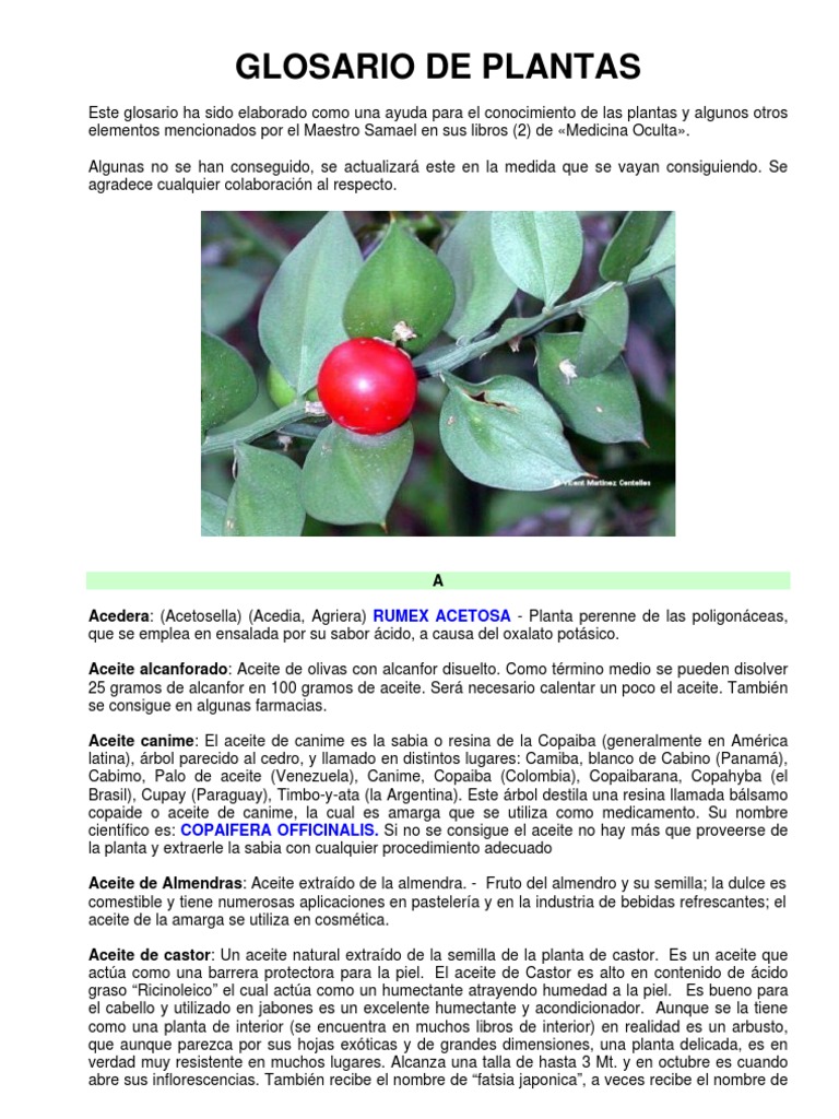 30 02 Glosario de Plantas Www.gftaognosticaespiritual.org | Cilantro | Apio