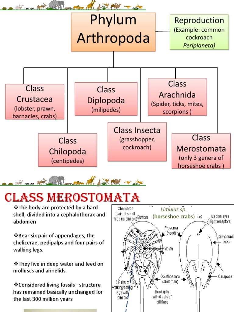 Phylum Arthropoda: Reproduction | PDF | Insects | Reproductive System