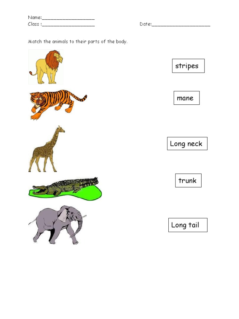 Animal Body Parts Matching Activity | PDF | Lion | Tiger