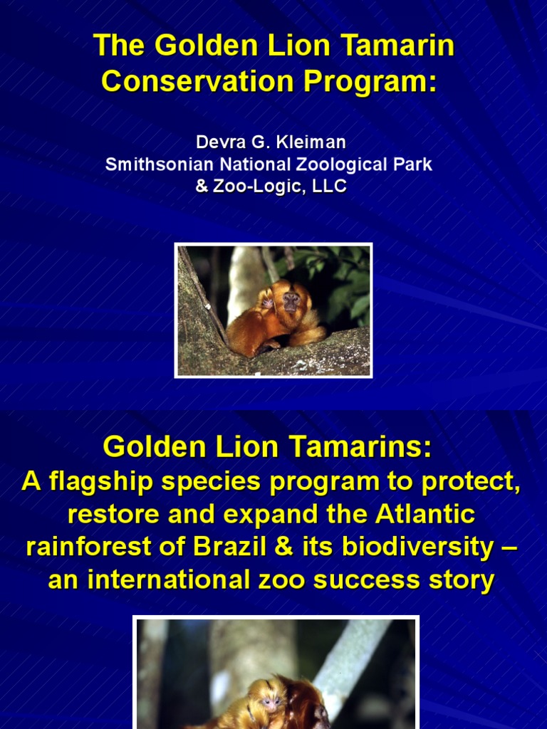 The Golden Lion Tamarin Conservation Program | PDF | Habitat | Species