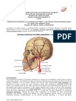 Irrigación Dental y Cavidad Bucal | PDF | Lengua | Anatomía humana