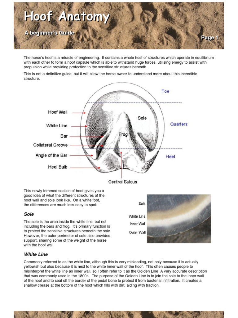 Understanding Horse Hoof Anatomy | PDF