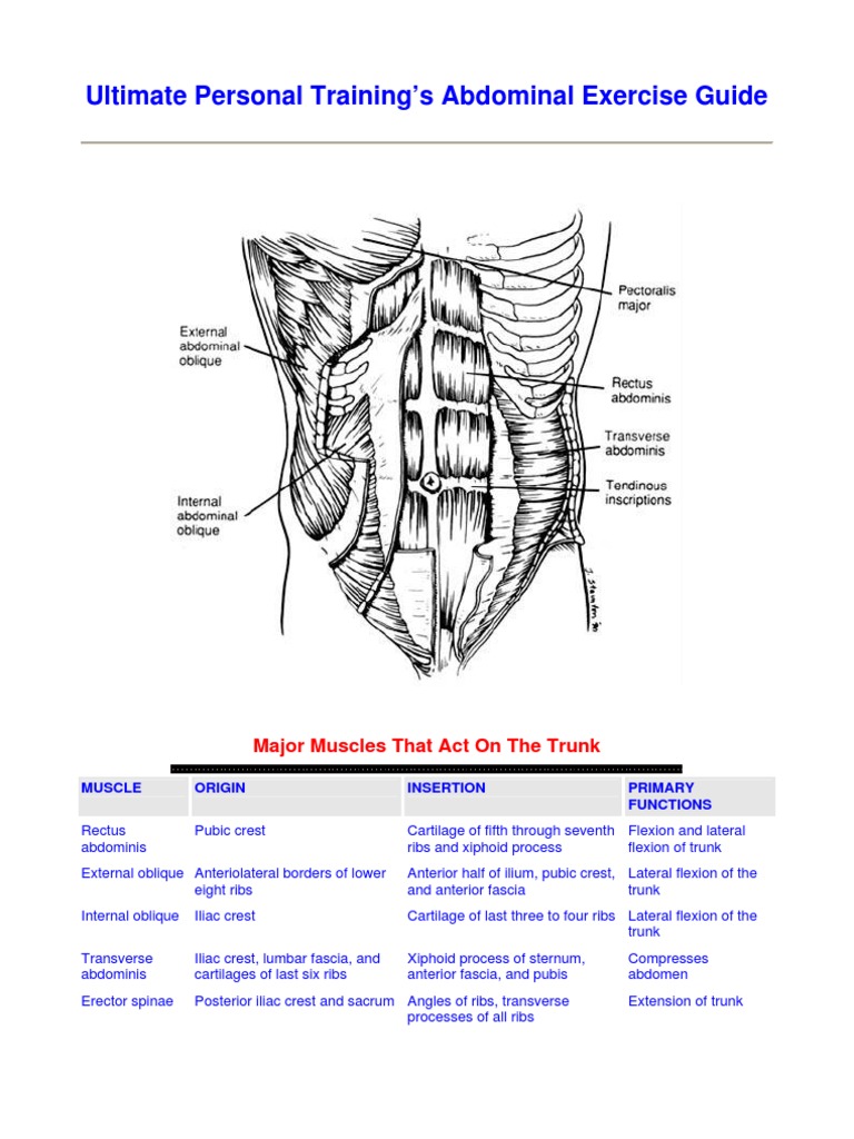 Ultimate Personal Training's Abdominal Exercise Guide | PDF