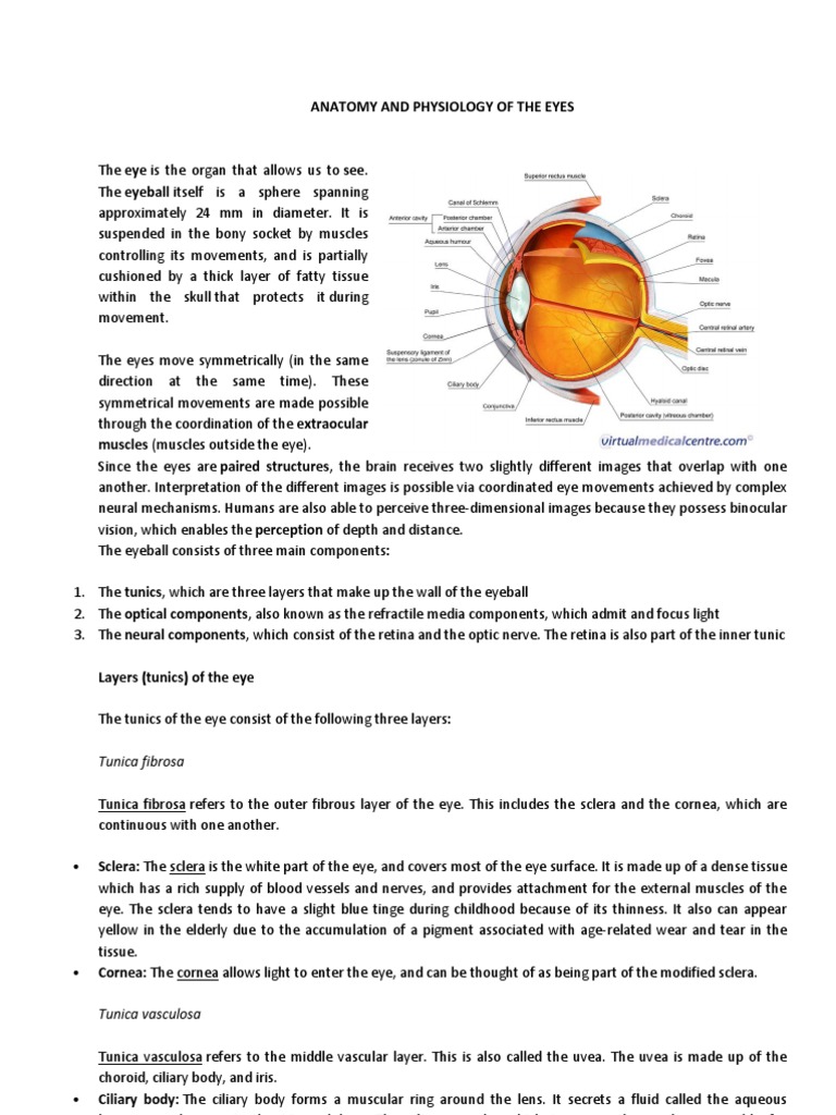 Anatomy and Physiology of The Eyes | PDF | Retina | Eye