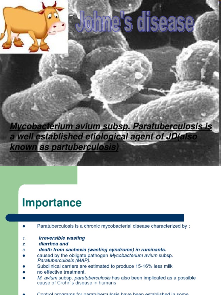 Johne's Disease: Pathogenesis and Impact | PDF | Cattle | Immunology