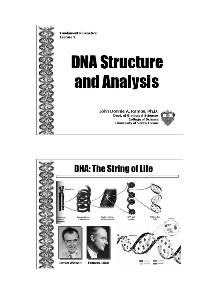 Gene Lecture 9 DNA Structure | PDF | Nucleic Acid Thermodynamics | Gel ...