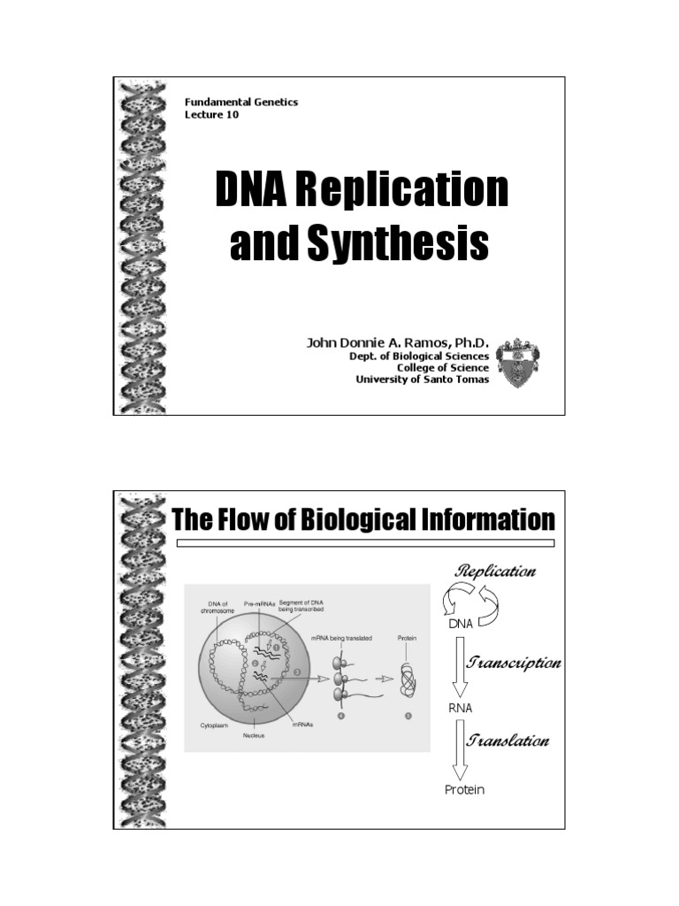 DNA Replication and Synthesis Overview | PDF | Dna Replication | Dna