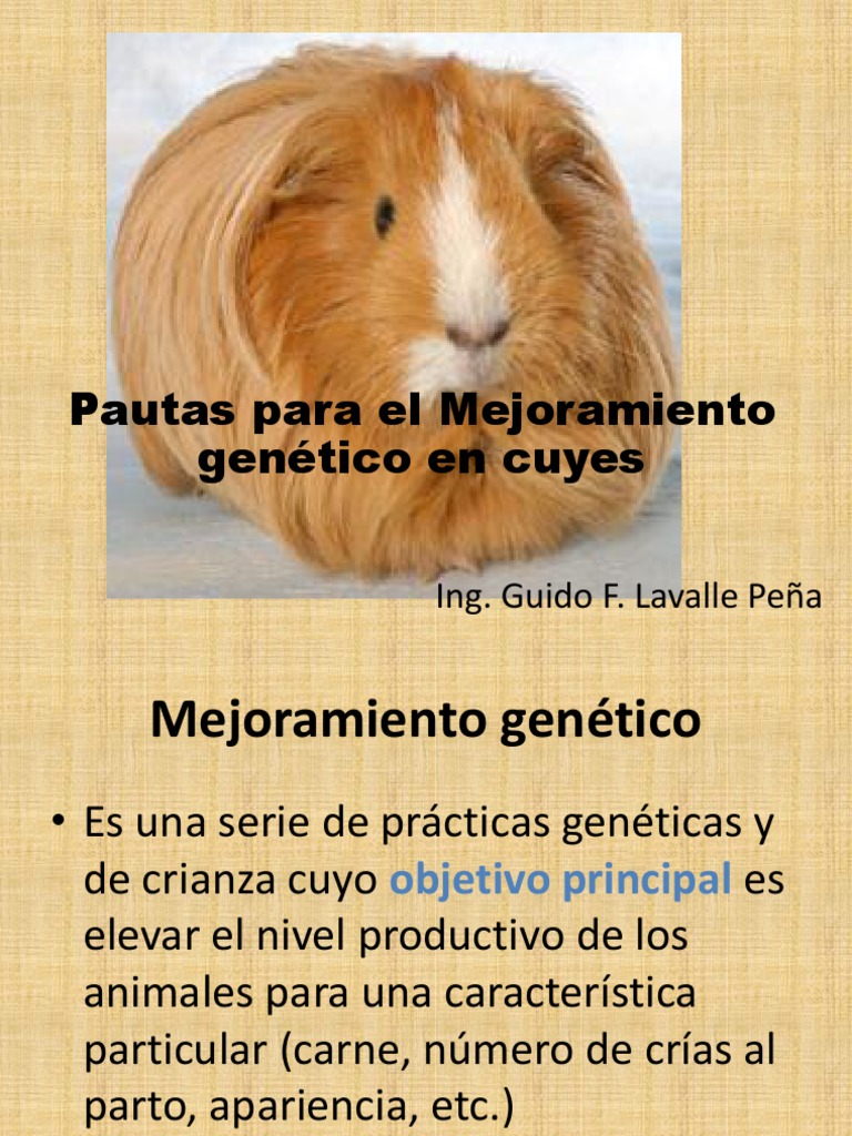 Mejoramiento Genético en Cuyes | PDF | Pelo | Perú