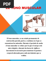 Tono Muscular y Esquema Corporal | PDF | Músculo | Science