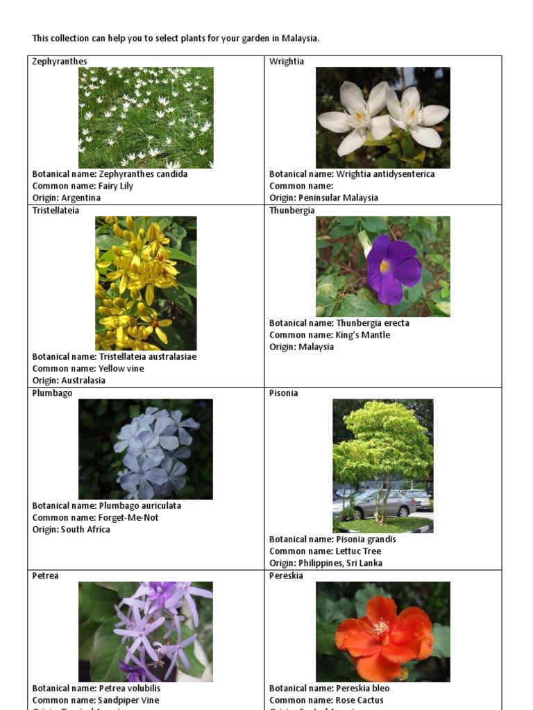 Tropical Flower Names List