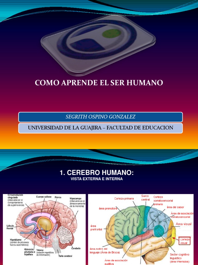 Como Aprende El Ser Humano | PDF | Cerebro | Mente