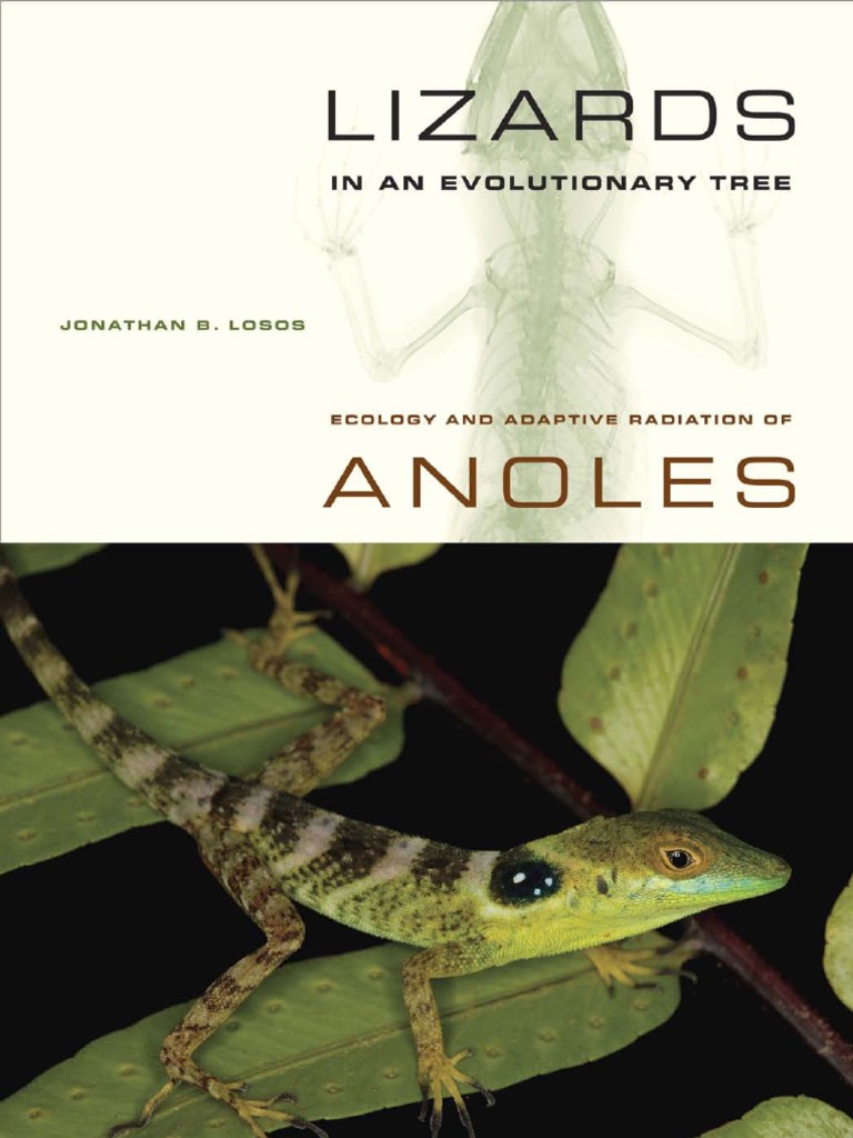 Lizards Anoles | PDF | Scientific Method | Evolution