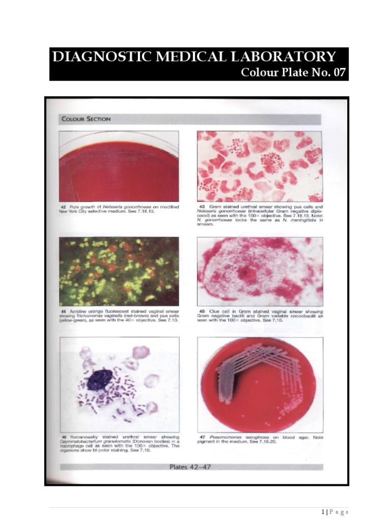 Microbiology Colour Plate No.7 | PDF | Self-Improvement