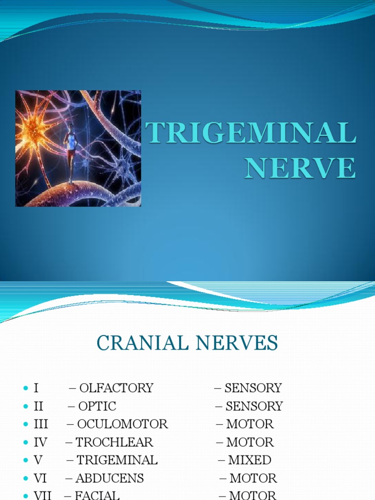 Trigeminal Nerve | Human Anatomy | Neuroanatomy