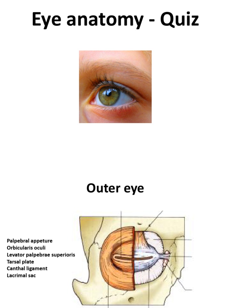 Eye Anatomy - Quiz | PDF