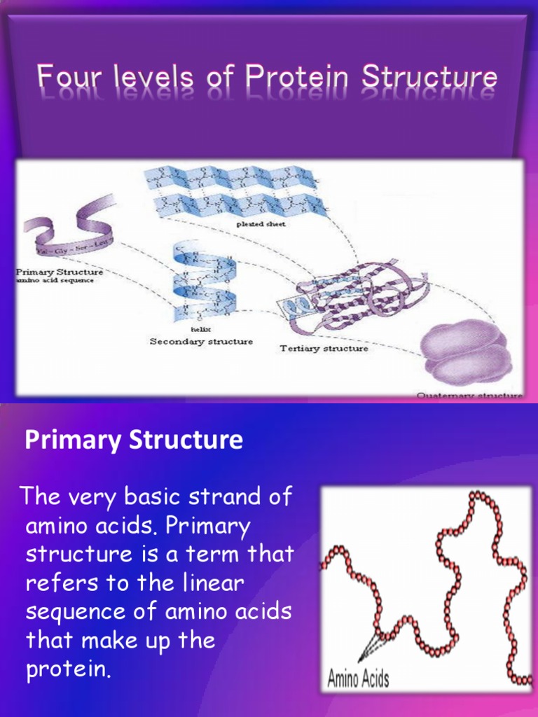 Four Levels of Protein Structure | PDF