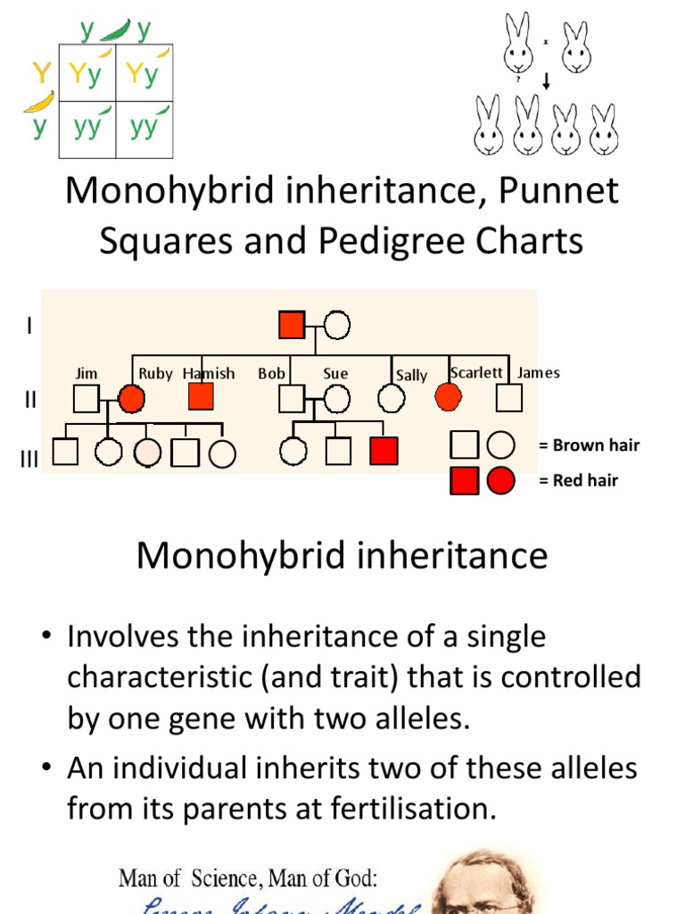 Monohybrid Inheritance Punnet Squares and Pedigree Charts | Download ...