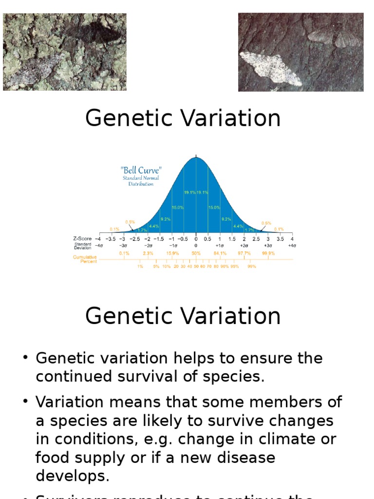 Genetic Variation | PDF | Genetic Variation | Mutation