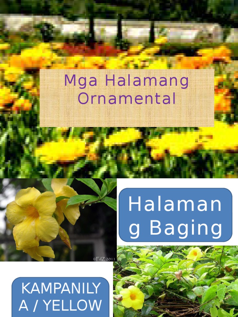 Halamang Ornamental.pptx