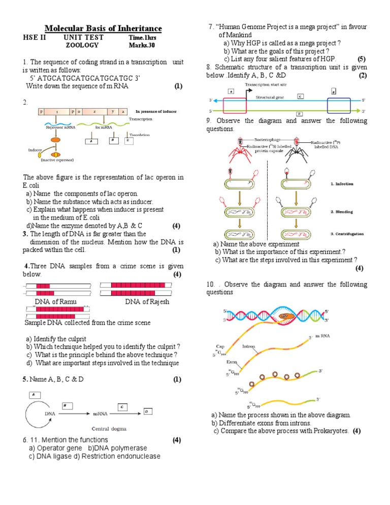 Molecular Basis of Inheritance