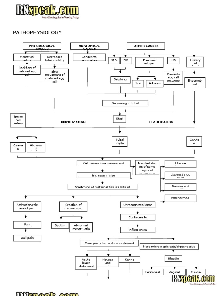 Ectopic Pregnancy Pathophysiology | PDF
