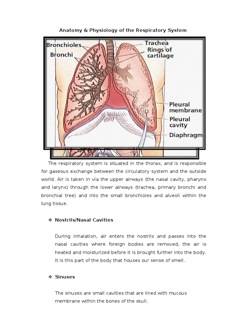Anatomy & Physiology of The Respiratory System | PDF | Respiratory ...