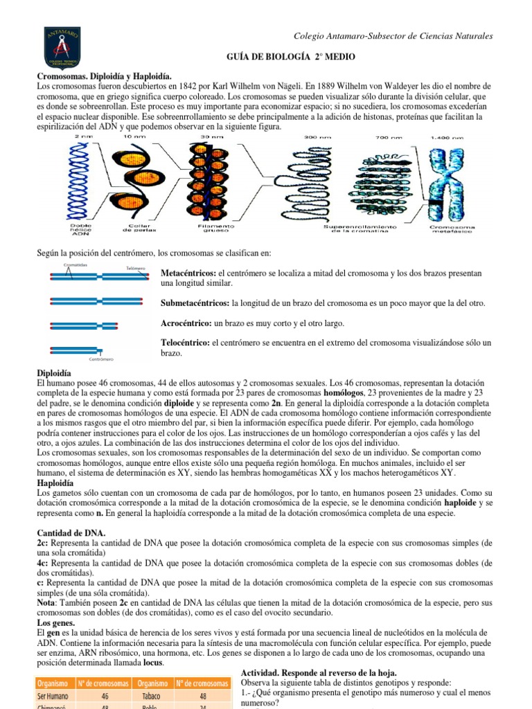 Guia Biología 2M - Cromosomas | PDF | Cromosoma | Cromatina