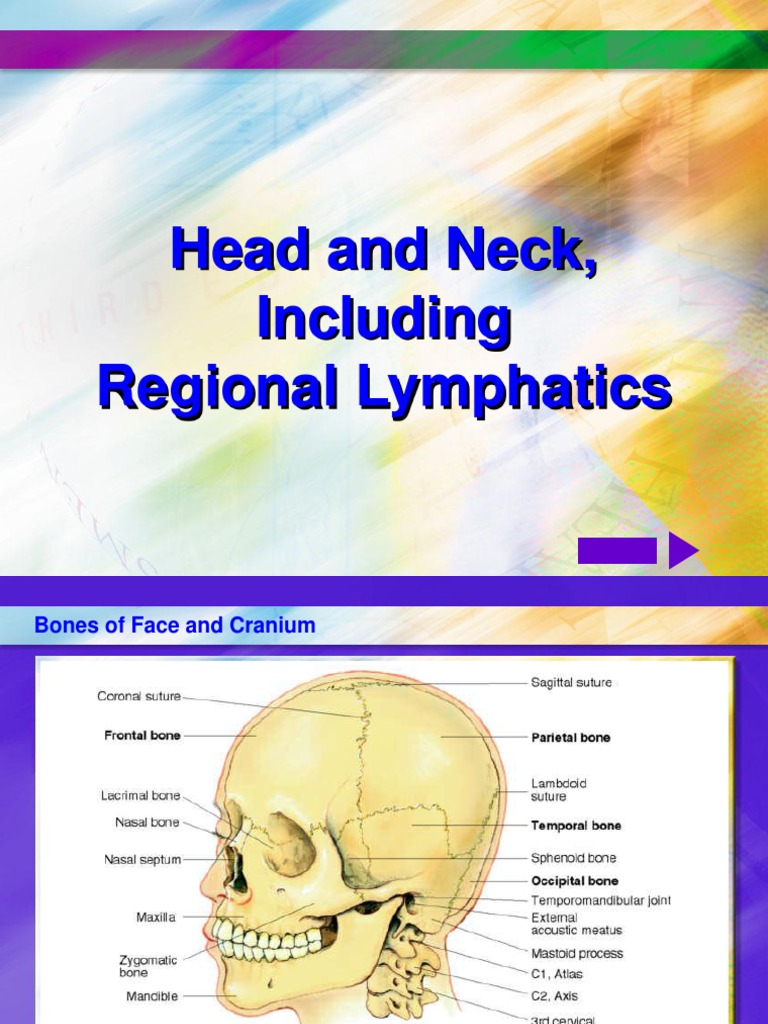 HEAD & NECK A&P.ppt | Neck | Human Head And Neck