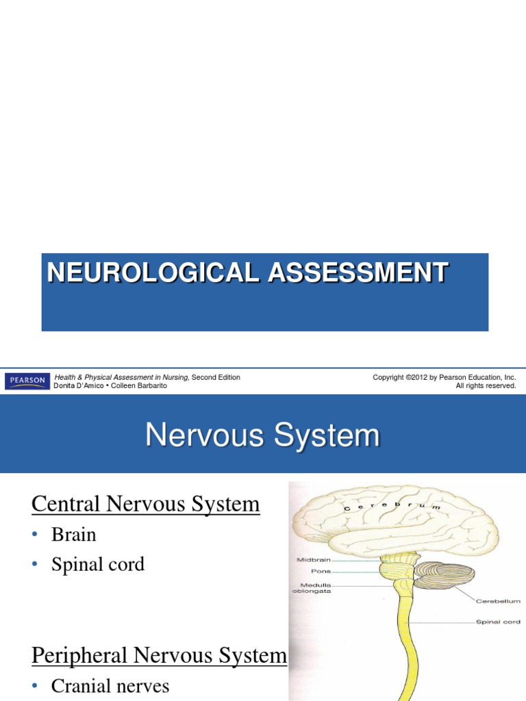Neurological Assessment | PDF | Nervous System | Vertebral Column