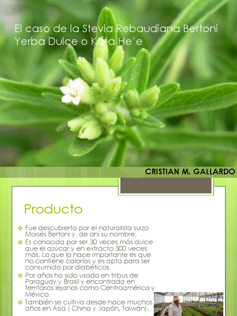 Presentación Proyecto Stevia PDF | PDF | Industria de alimentos | Alimentos