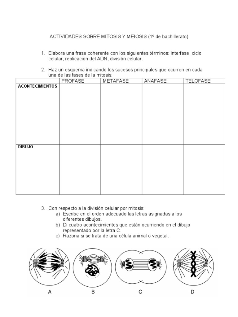 Hoja De Trabajo De Mitosis Y Meiosis Modernización De Las Prácticas