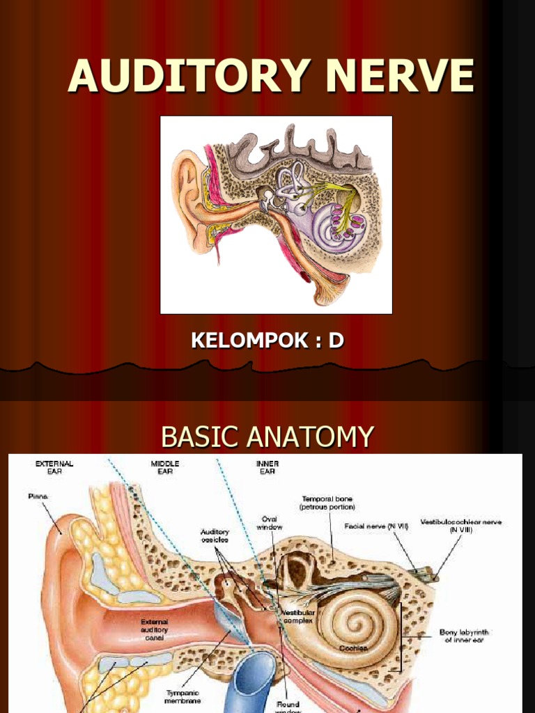 Auditory Nerve
