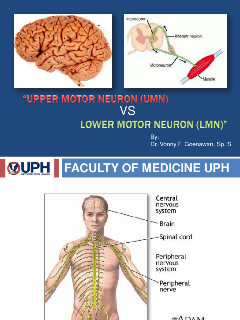 UMN Vs LMN Revisi | PDF | Neuroanatomy | Organ (Anatomy)