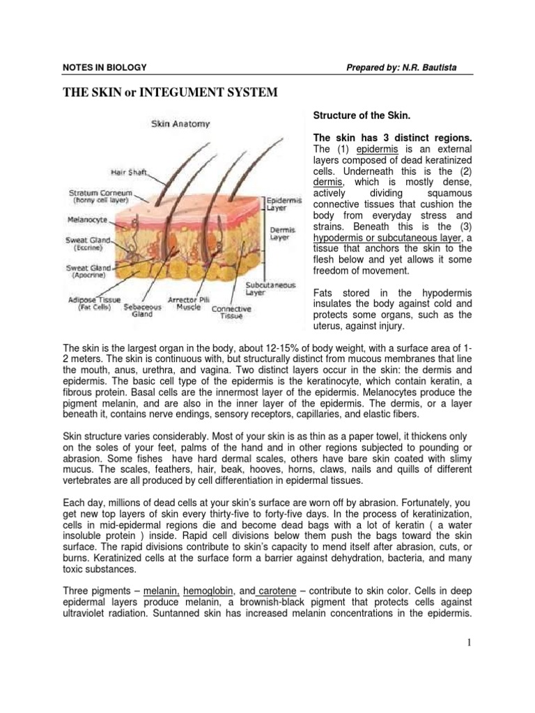 The Skin Integument System | Download Free PDF | Skin | Integumentary ...
