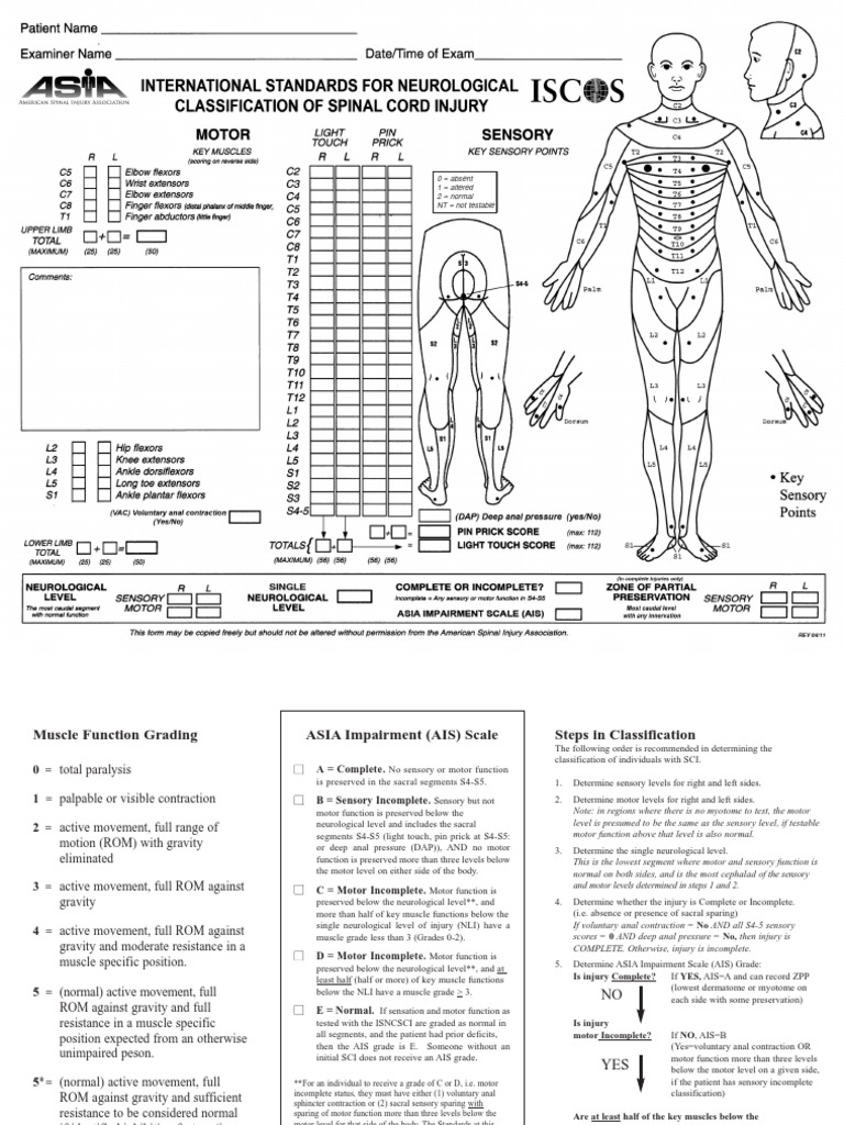 ASIA Impairment Scale | Motor Control | Muscle