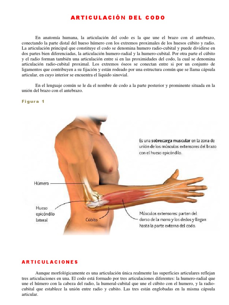 Codo - Trabajo Practico | PDF | Codo | Ciencia de la danza