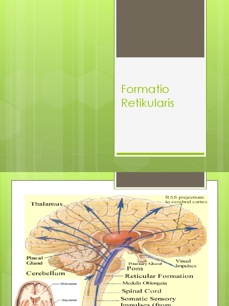 Formatio Retikularis | PDF