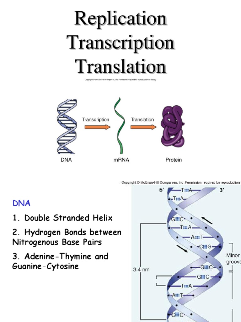 Dna Replication, Translation, And Transcription | Rna | Messenger Rna